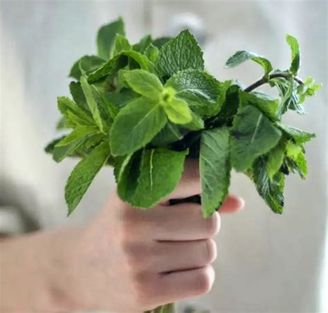 민트초코는 왜 호불호가 갈릴까 민초단은 유전이래 Botanical House