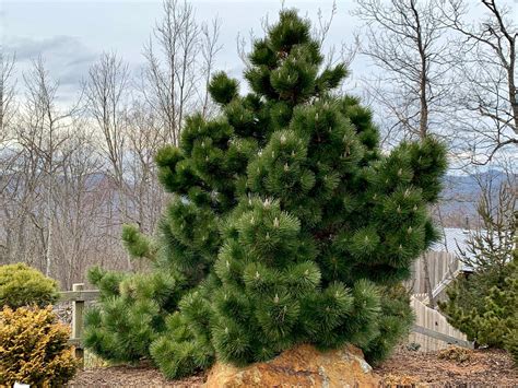 Buy Pinus Thunbergii Thunderhead Dwarf Japanese Black Pine Tree — Mr