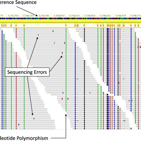 Visualization Of Read Alignments Image Produced With A Modified