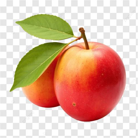 잎이 분리된 클립 아트 그림이 있는 즙이 많은 잘 익은 살구 잎이 분리된 클립 아트 그림이 있는 즙이 많은 잘 익은 살구 잎이 분리된 클립 아트가 있는 즙이 많고 잘