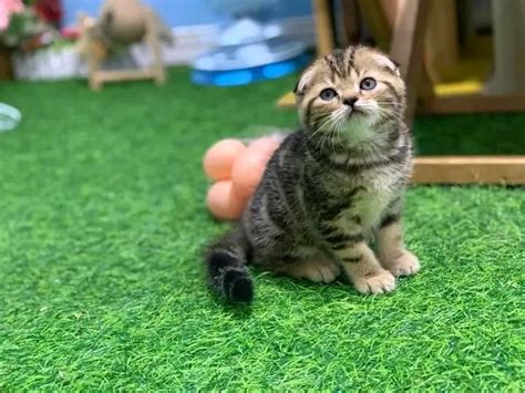 ต้าวแมวสก็อตติชโฟลด์ Ennxo