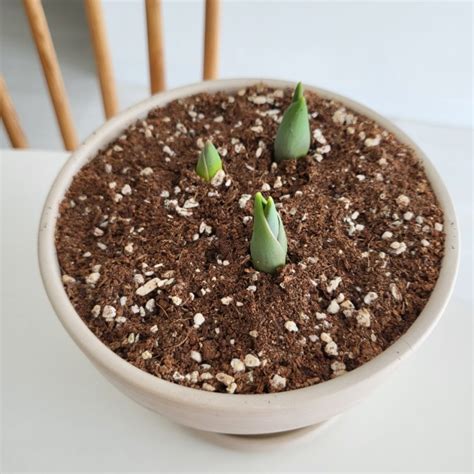 튤립 구근 심기 후기 네이버 블로그