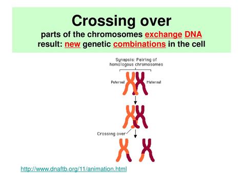 Meiosis Ppt Download