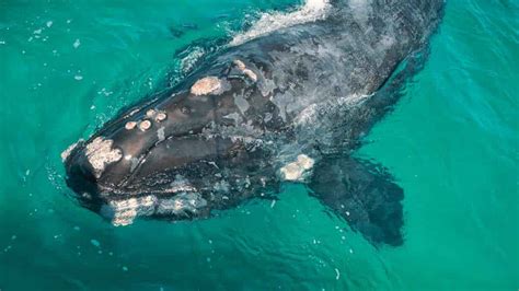 Vestigial Structures In Whales