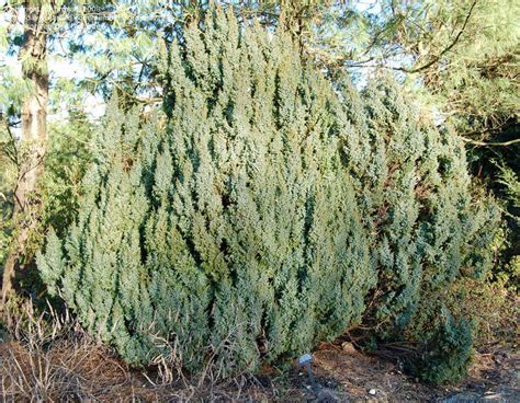 Plantfiles Pictures Ping Juniper Juniperus Pingii Var Wilsonii 1