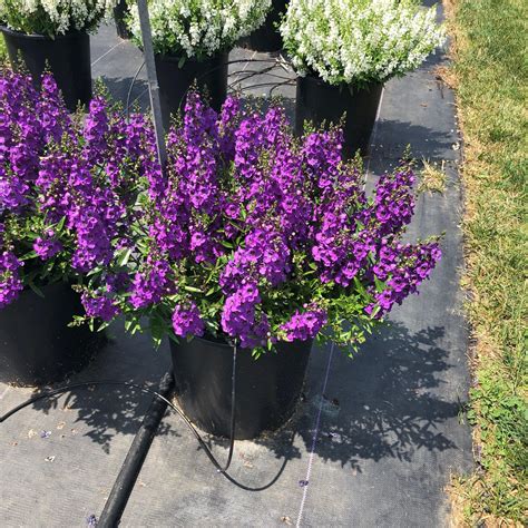 Carita™ Purple Summer Snapdragon Angelonia Angustifolia Carita