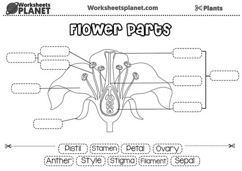 Parts Of A Flower And Reproductive Organs Science Resource