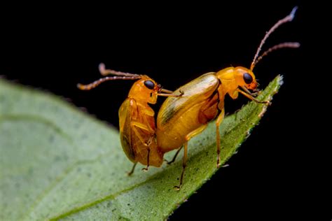 樟叶甲樟树叶第4页大山谷图库