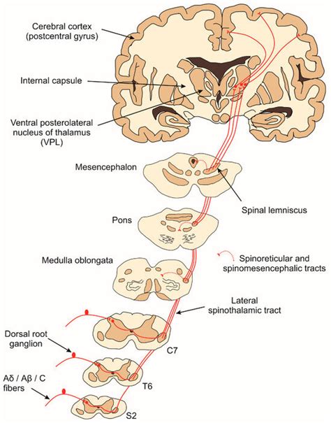 The Role Of The Thalamus In Nociception Important But Forgotten