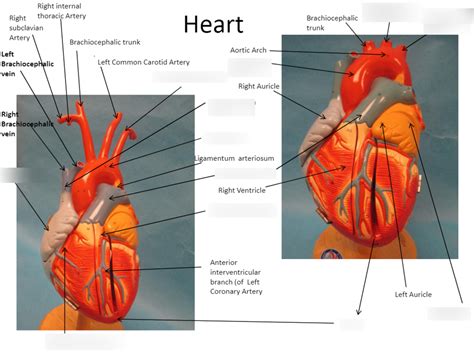 Bio 202 Lab Exam Heart Diagram Quizlet
