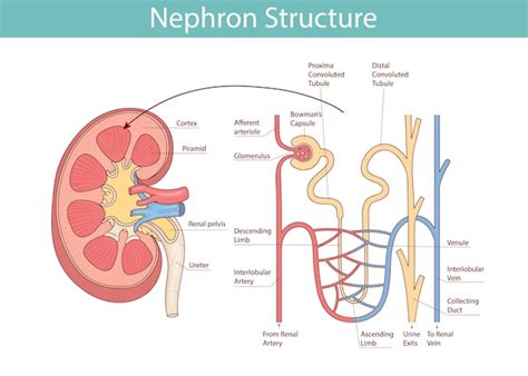 Diagrama De Nefron Rotulado Histologia Y Estructura De La Nefrona Mapa