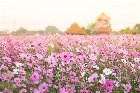 สวยไม่แพ้ฮอลแลนด์ หนาวนี้ไปเที่ยวเมืองแกน อ แม่แตง จ เชียงใหม่ ชมทุ่งดอกคอสมอสนับล้านต้น