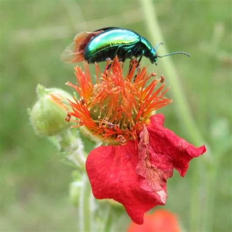 Shiny Green Beetles How To Get Rid Of Metallic Beetle Bugs