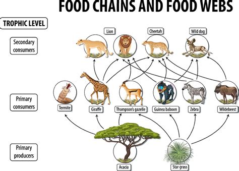 Food Web Diagram Template