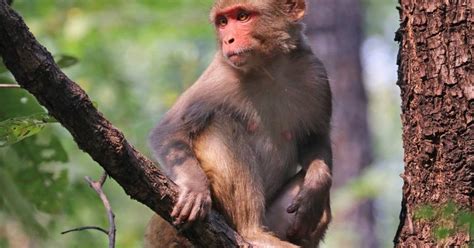 How Status Sticks To Genes Duke Department Of Biostatistics And Bioinformatics