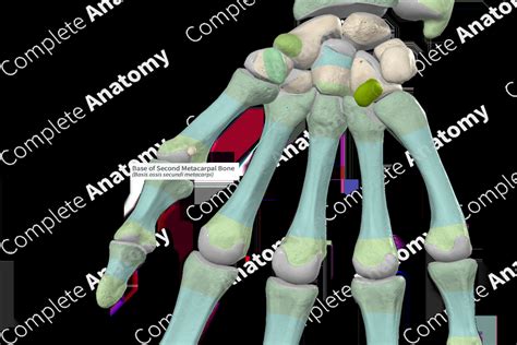 Base Of Second Metacarpal Bone Complete Anatomy