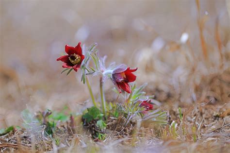 어느곳 오래된 묘지에 한가득 핀 할미꽃 참 예쁜꽃입니다 할미꽃 한국의 야생화 Band