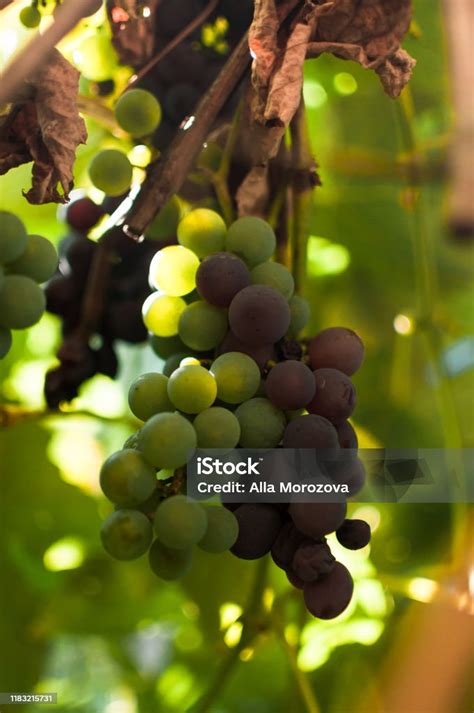 와인 생산을 위한 포도 나무에서 자라는 흰색과 파란색 포도 가을에 화창한 날에 수확 할 준비가 잘 익은 작물 프랑스의 포도원 디자인용 템플릿입니다 공간을 복사합니다 지속