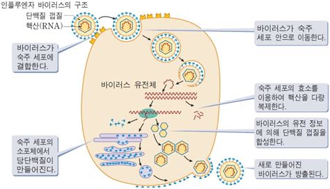 인간을 위협하는 Rna바이러스 네이버 블로그