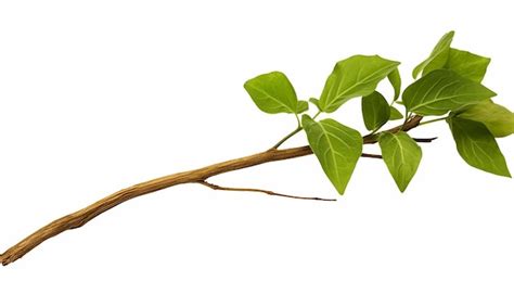 Premium AI Image Isolated Leaf Stem And Root
