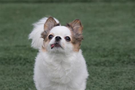 장모치와와 코코 책임분양입양완료 강아지파양 고양이파양 유기견무료분양입양 아이조아요양보호소