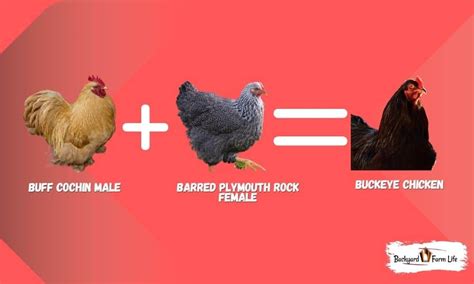 Buckeye Roosters Everything You Need To Know