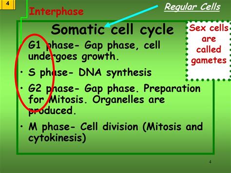 Life Cycle Of A Cell Ppt Download Life Cycle Of A Cell Ppt Download