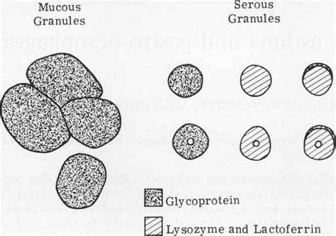 Diagram Of The Distribution Of Glycoprotein Lactoferrin And Lysozyme In