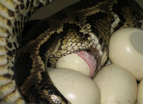 Burmese Python Python Bivittatus Stock Image Image Of Lizard Yellow 276754279
