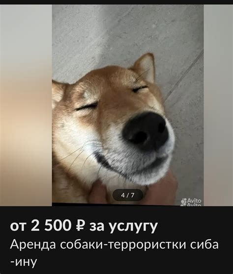 Собака-террорист | Пикабу