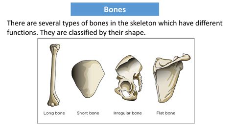 Aqa Gcse Pe The Skeletal System Inspire And Educate By Krazikas