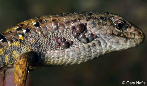 Elgaria Coerulea Eggs