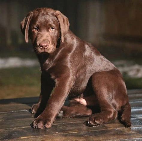 What Is A Chocolate Labrador Retriever
