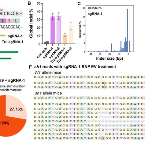 Design And Characterization Of Crispr Cas9 Targeting Shaker 1 Mutation Download Scientific