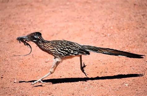 Roadrunner Description Habitat Image Diet And Interesting Facts