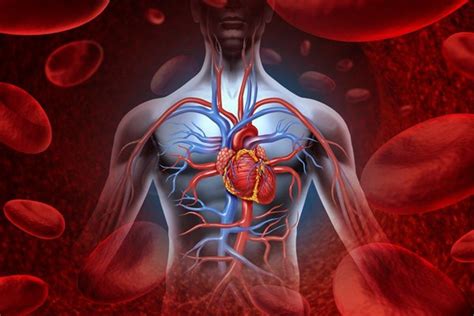 ما الوظائف الرئيسة للجهاز اللمفي ؟ موسوعة