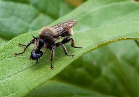Robber Fly Laphria Bugguidenet