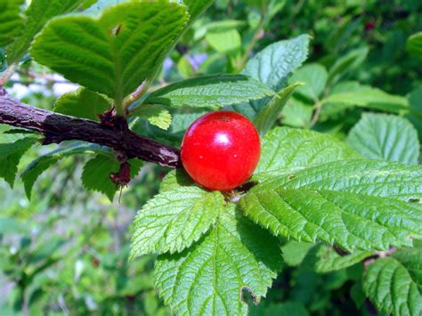 Prunus Tomentosa Thunberg