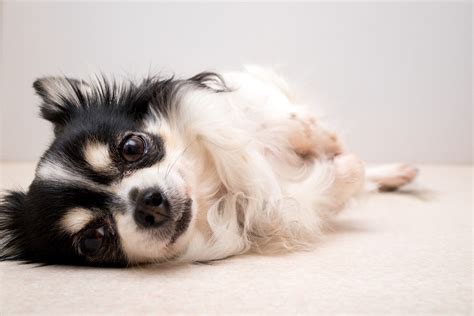 강아지 피부병 펫보험 피부병 종류 6가지와 예방법 비마이펫 라이프