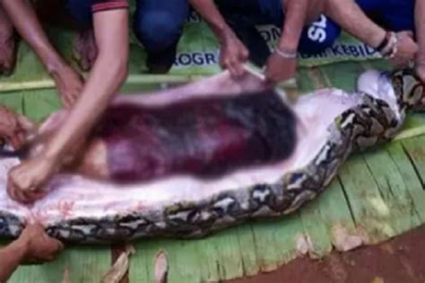 Indonesian Woman Swallowed By Giant Python The Nation Newspaper