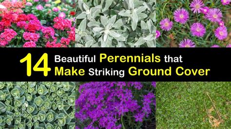 14 Beautiful Perennials That Make Striking Ground Cover