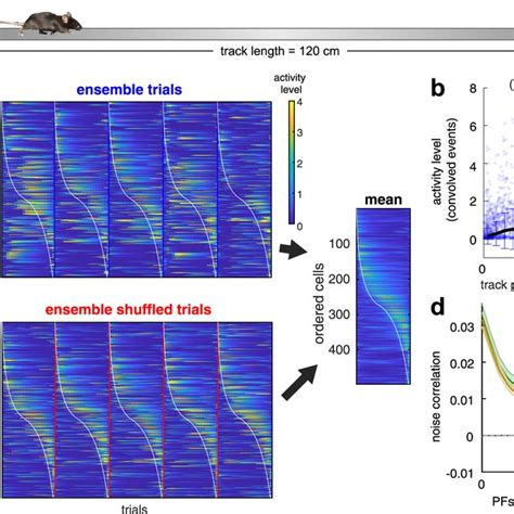Noise Correlation Limits The Spatial Information Encoded In The Neural