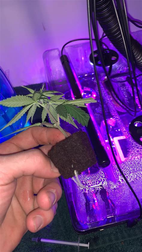 Successful Clones First Roots 3 For 4 R Microgrowery