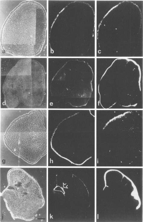 Figure 1 From Synthesis Of Nerve Growth Factor Mrna In Cultures Of
