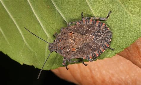 26 Types Of Stink Bugs You Should Know Epic Gardening