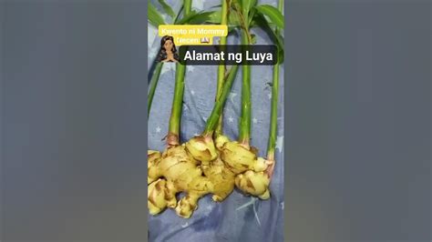 Alamat Ng Luya Youtube