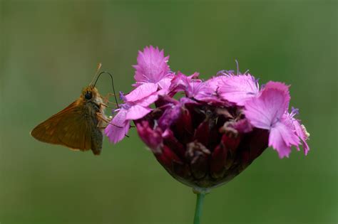 Untitled Horst Preckur Flickr