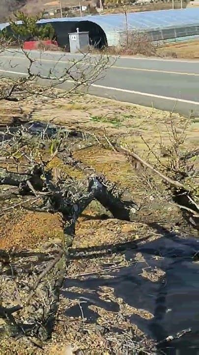 매실나무 가지치기 수형잡기 Youtube