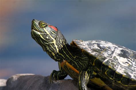 Red Eared Slider Salt Spring Conservancy