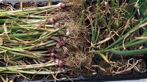 새싹마늘 잘라먹고🌱 👉 마늘뿌리 절대 뽑아서 버리지 마세요 Youtube